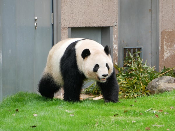 見れば見るほど個性豊か過ぎる！パンダが好きなんだ｜シティリビングWeb