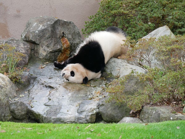 見れば見るほど個性豊か過ぎる！パンダが好きなんだ｜シティリビングWeb