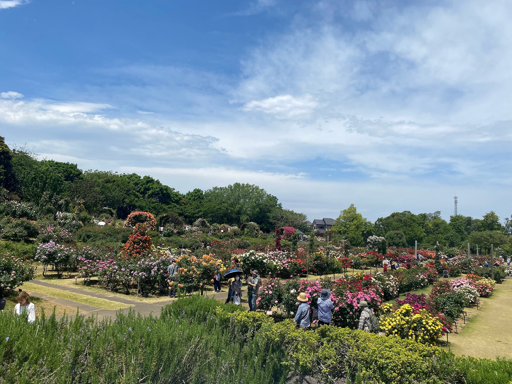 【千葉・八千代】圧巻の美しさ！関東最大級『京成バラ園』｜シティリビングWeb